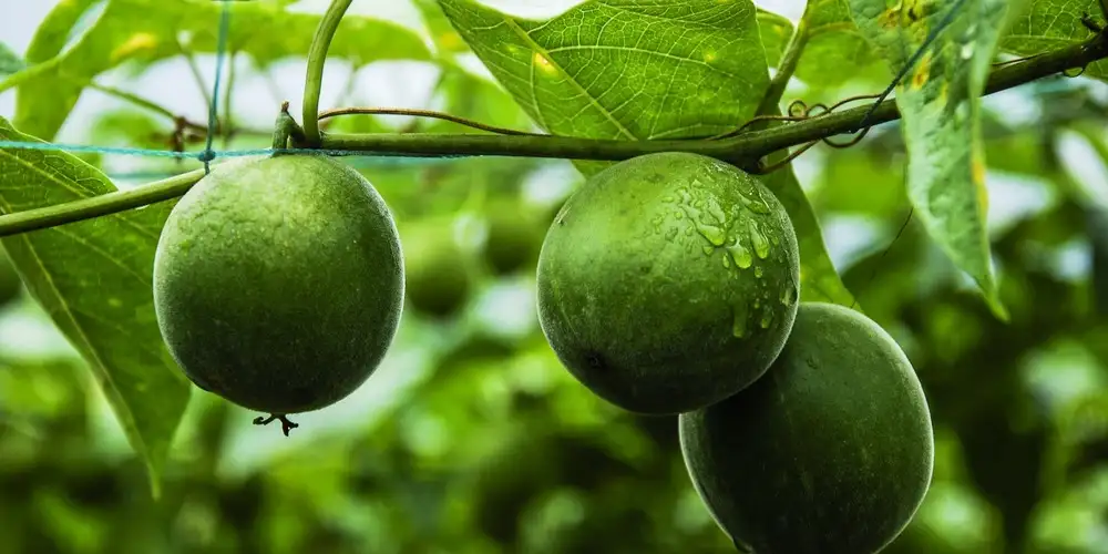6 things to know about monk fruit | FoodPal