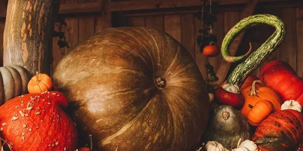 13 datos curiosos y divertidos sobre las calabazas | FoodPal