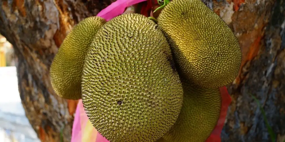 O que é a jaca? | FoodPal