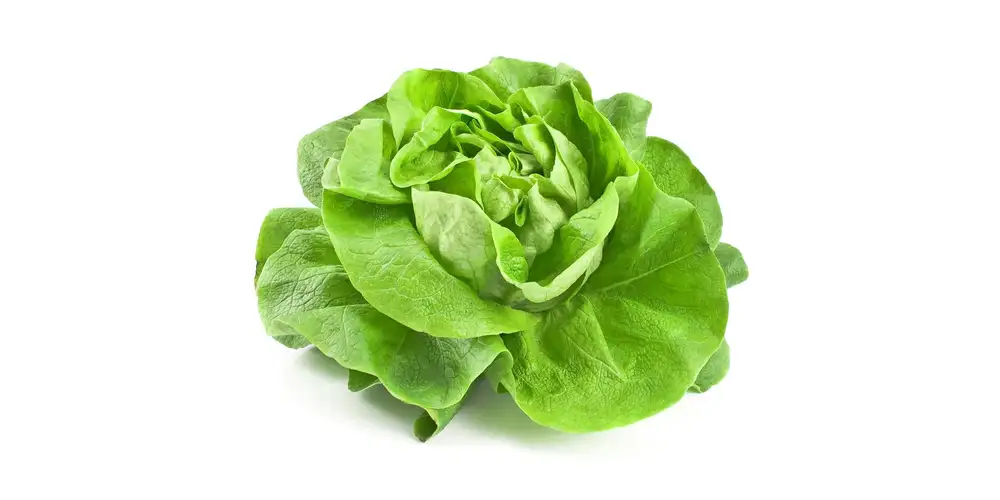 Lechuga (fresca) - Calorías y valores nutricionales | FoodPal