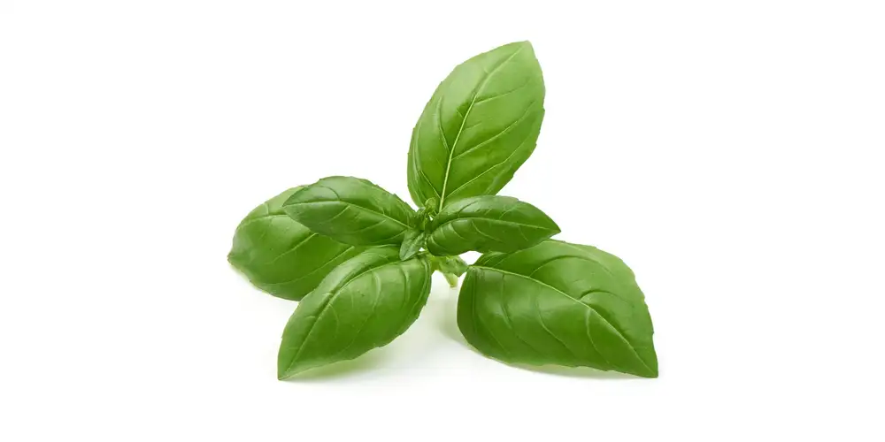 Albahaca (fresca o seca) - Calorías y valores nutricionales | FoodPal