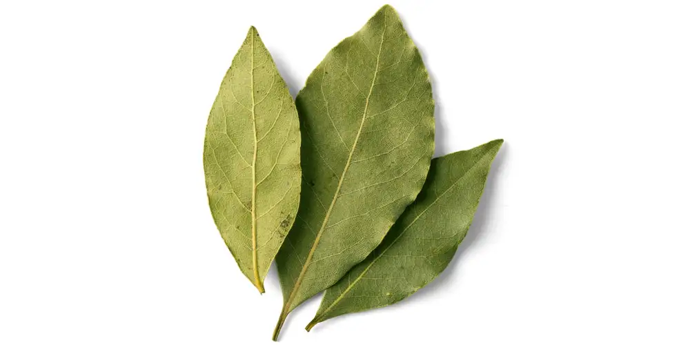 Hoja de laurel - Calorías y valores nutricionales | FoodPal