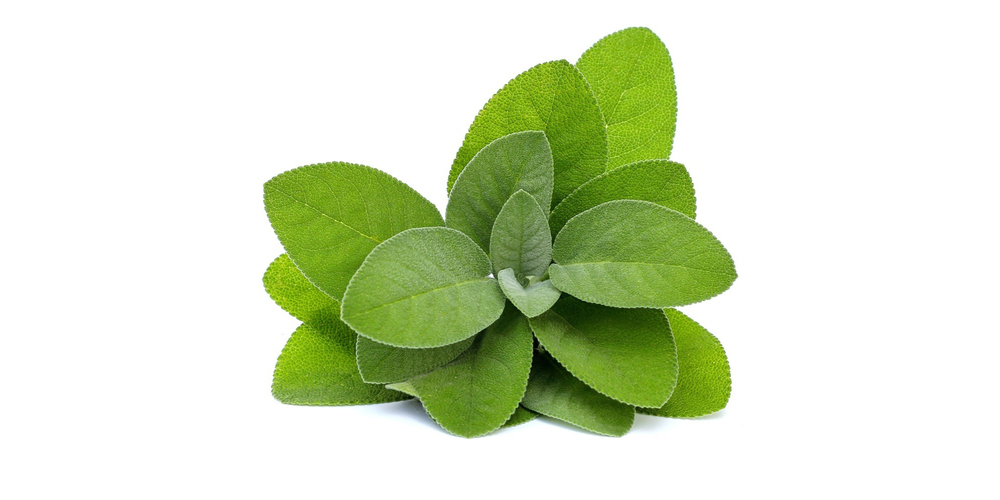 Salvia (seca) - Calorías y valores nutricionales | FoodPal