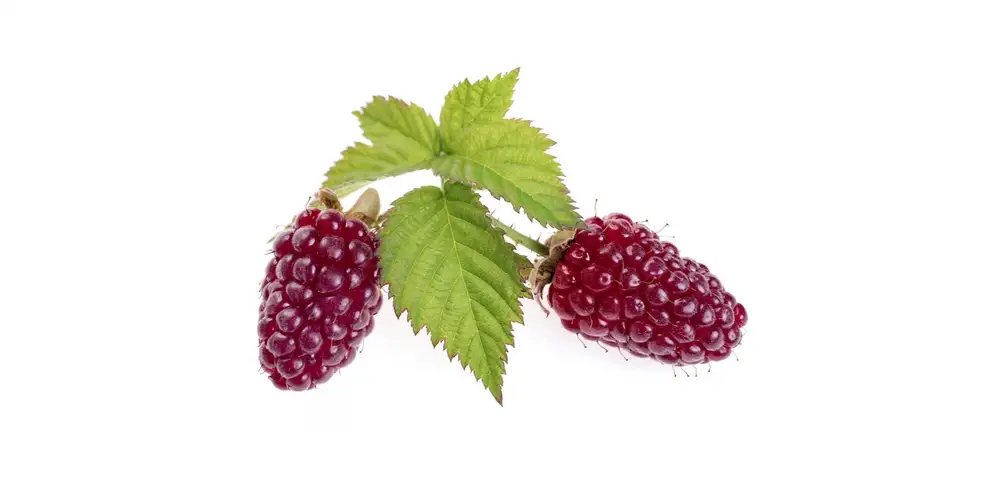 Loganberry (fresh) - Calories & Nutritional Values | FoodPal